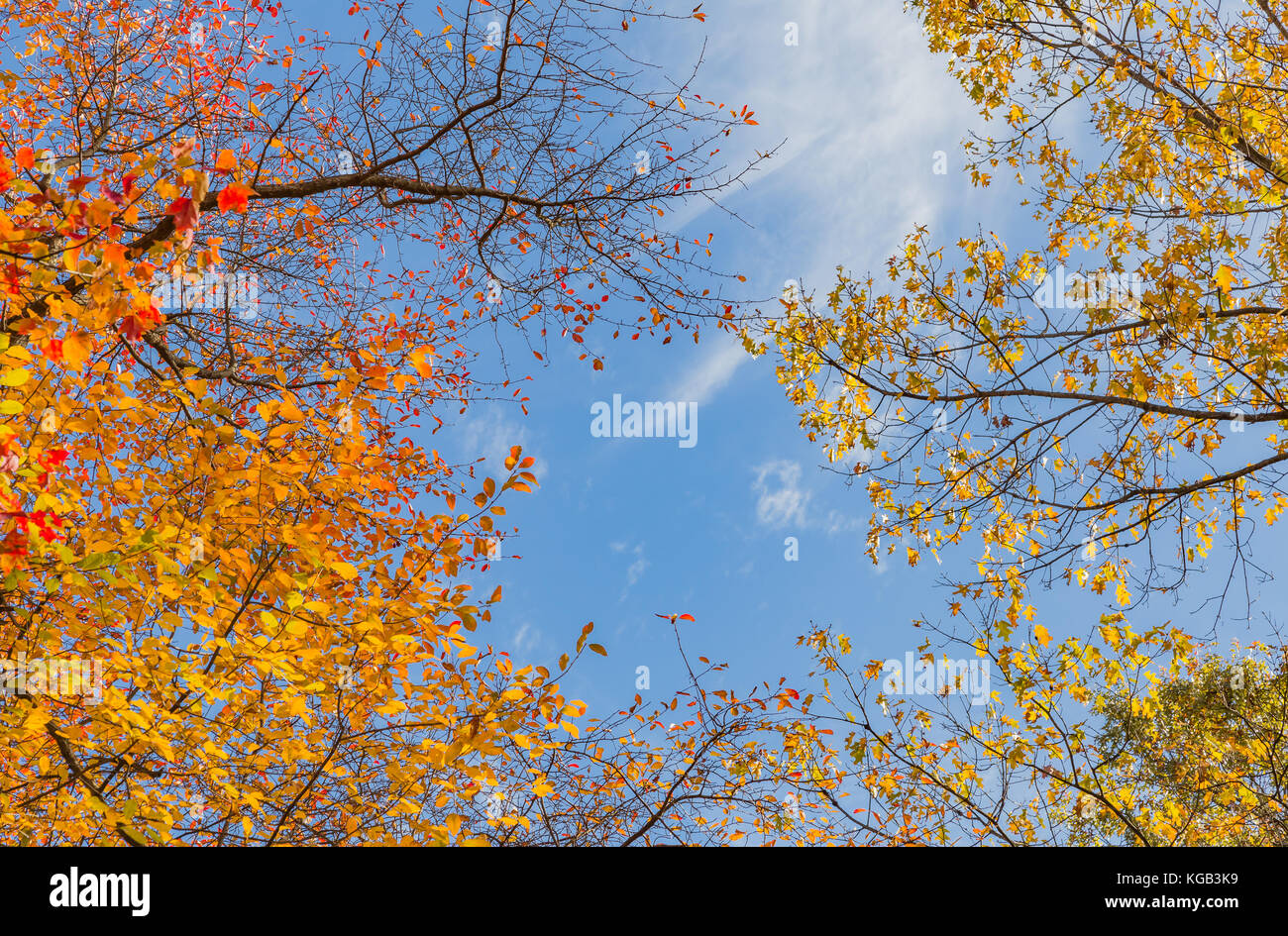 Looking up at colorful maple, oak and other trees Stock Photo - Alamy