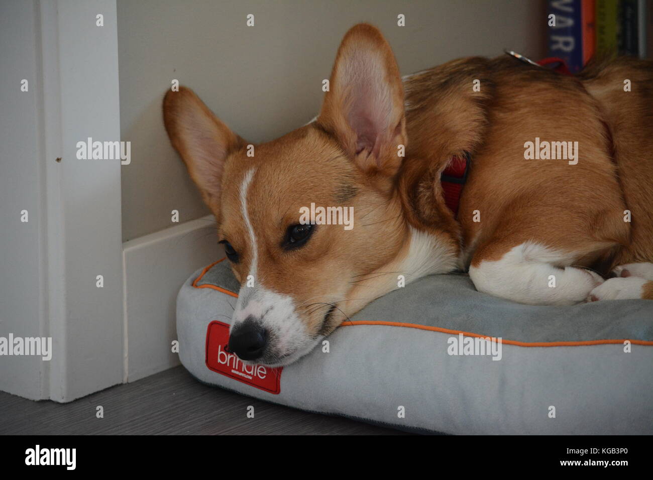 A red sable Welsh Pembroke Corgi "loafing" and lounging around against ...