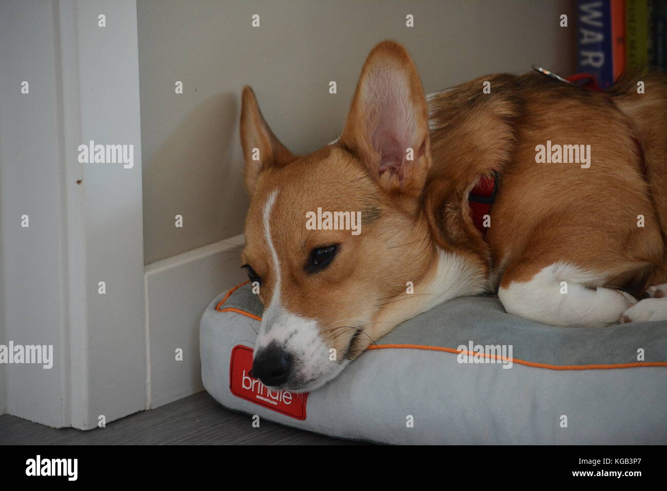 A red sable Welsh Pembroke Corgi "loafing" and lounging around against ...