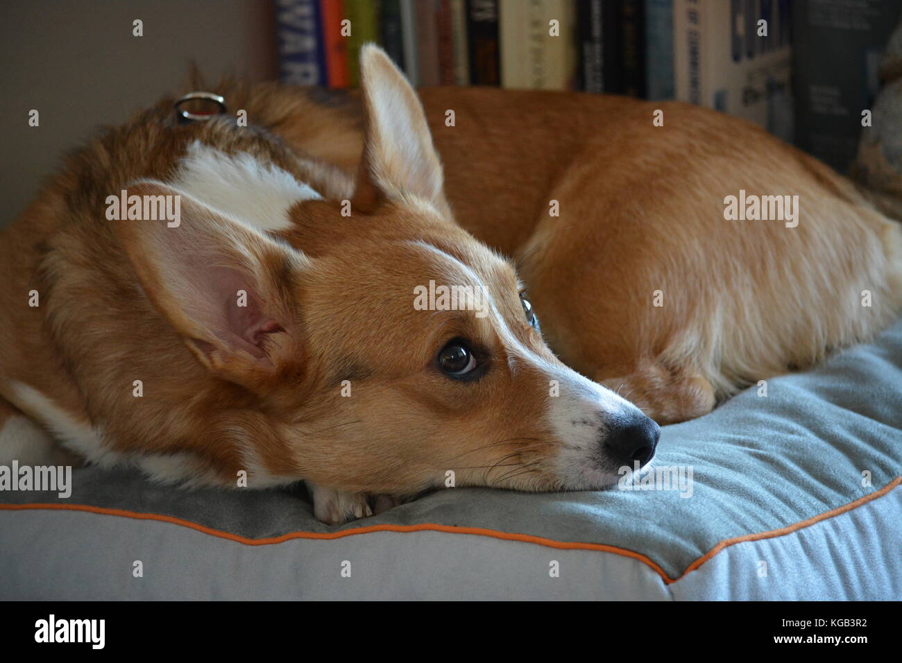 A red sable Welsh Pembroke Corgi "loafing" and lounging around against ...
