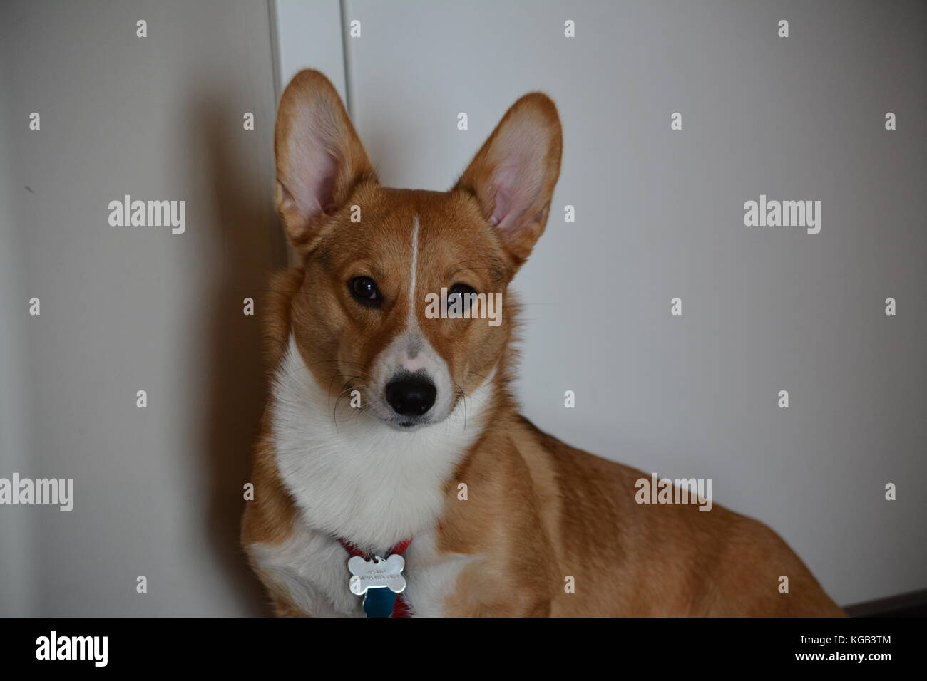 A red sable Welsh Pembroke Corgi "loafing" and lounging around against ...
