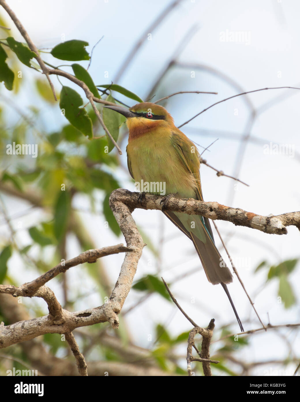blue tailed bee eater (Merops philippinus) Resting on a tree branch ...