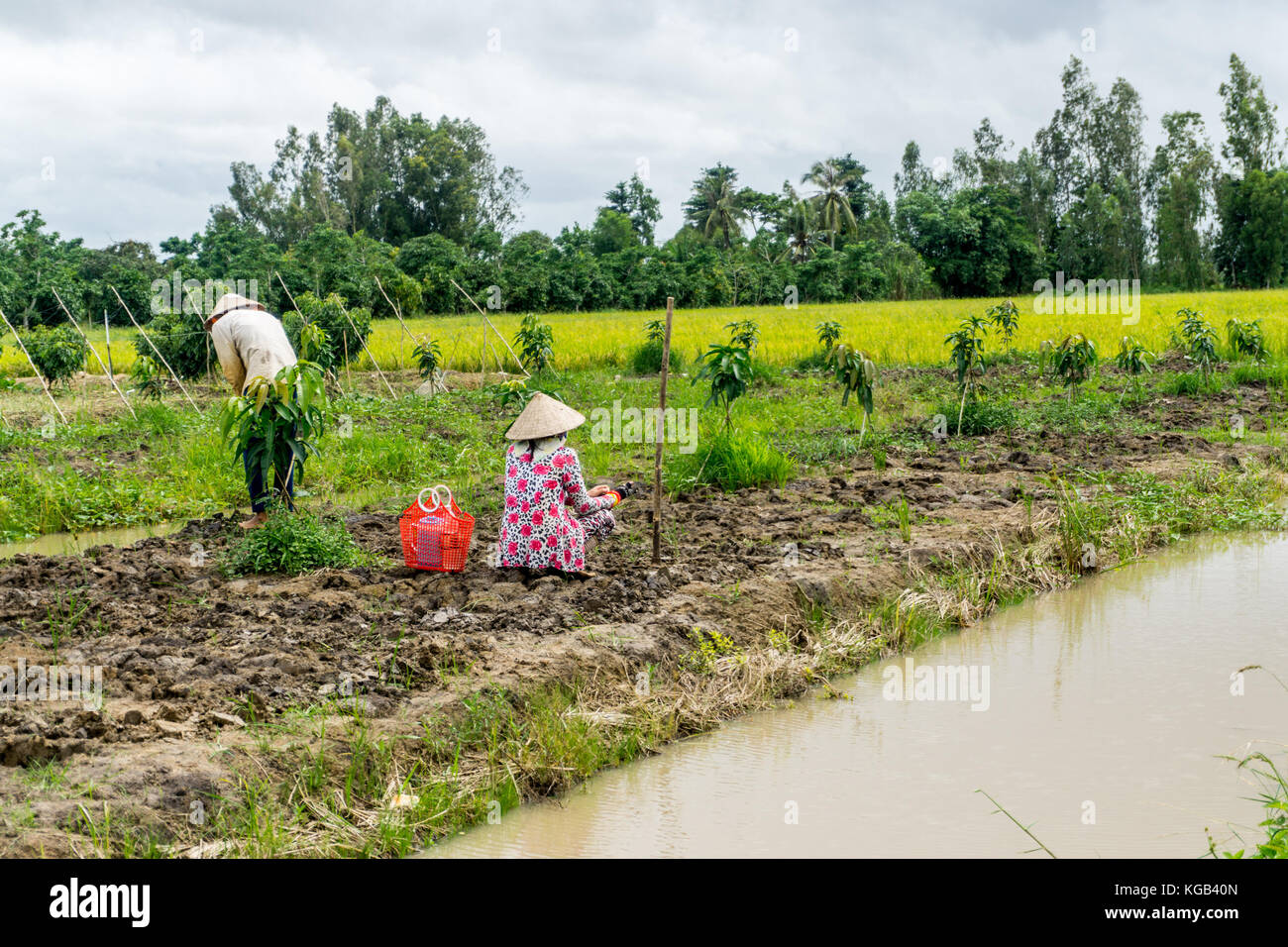 Working in the farm Stock Photo - Alamy