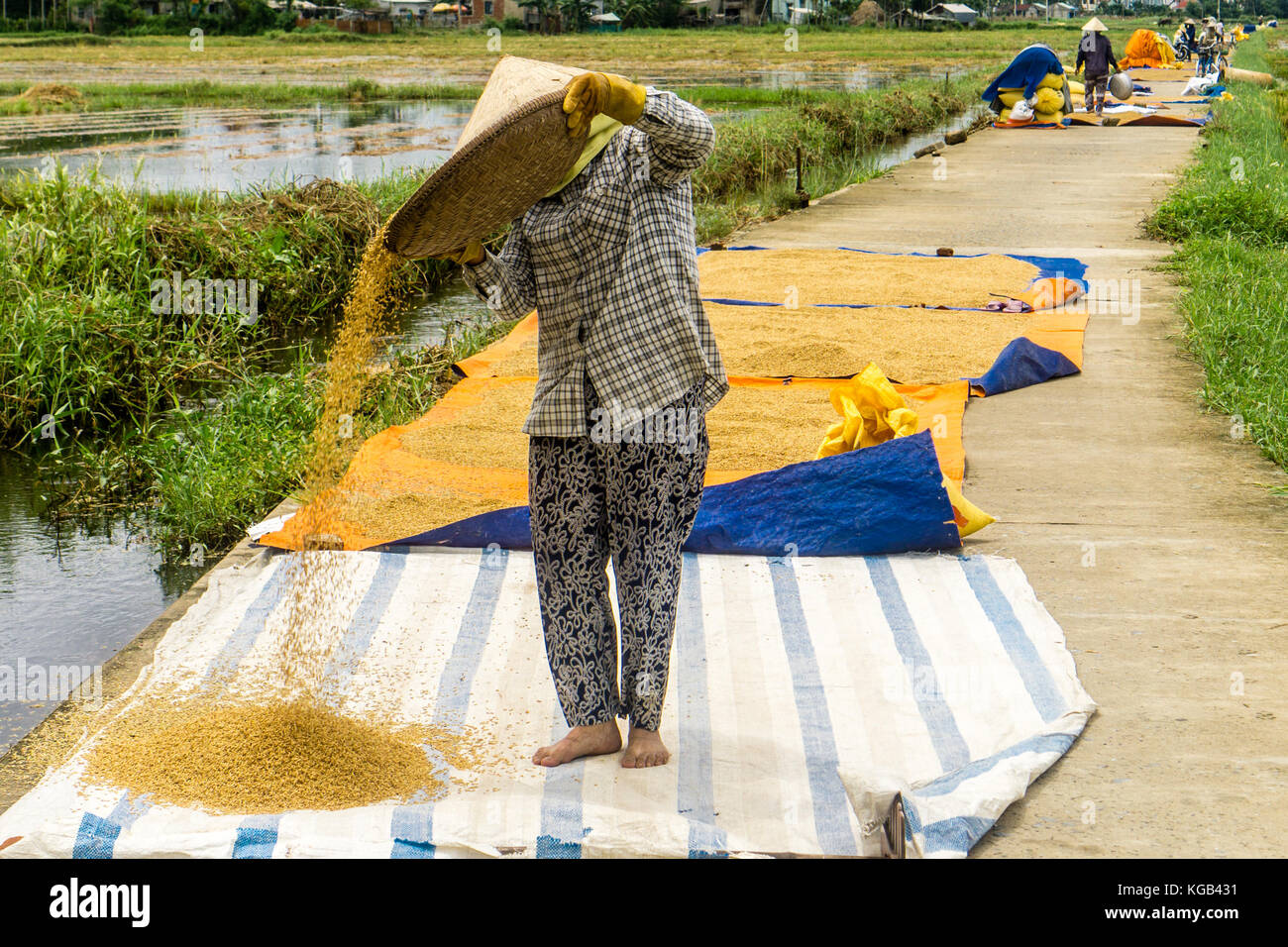 Women drying rice in Hoi An Stock Photo - Alamy