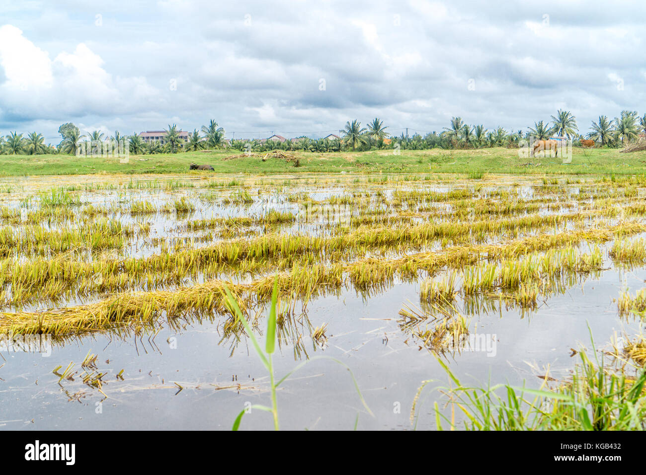 Hoi An Rice Fields Stock Photo - Alamy