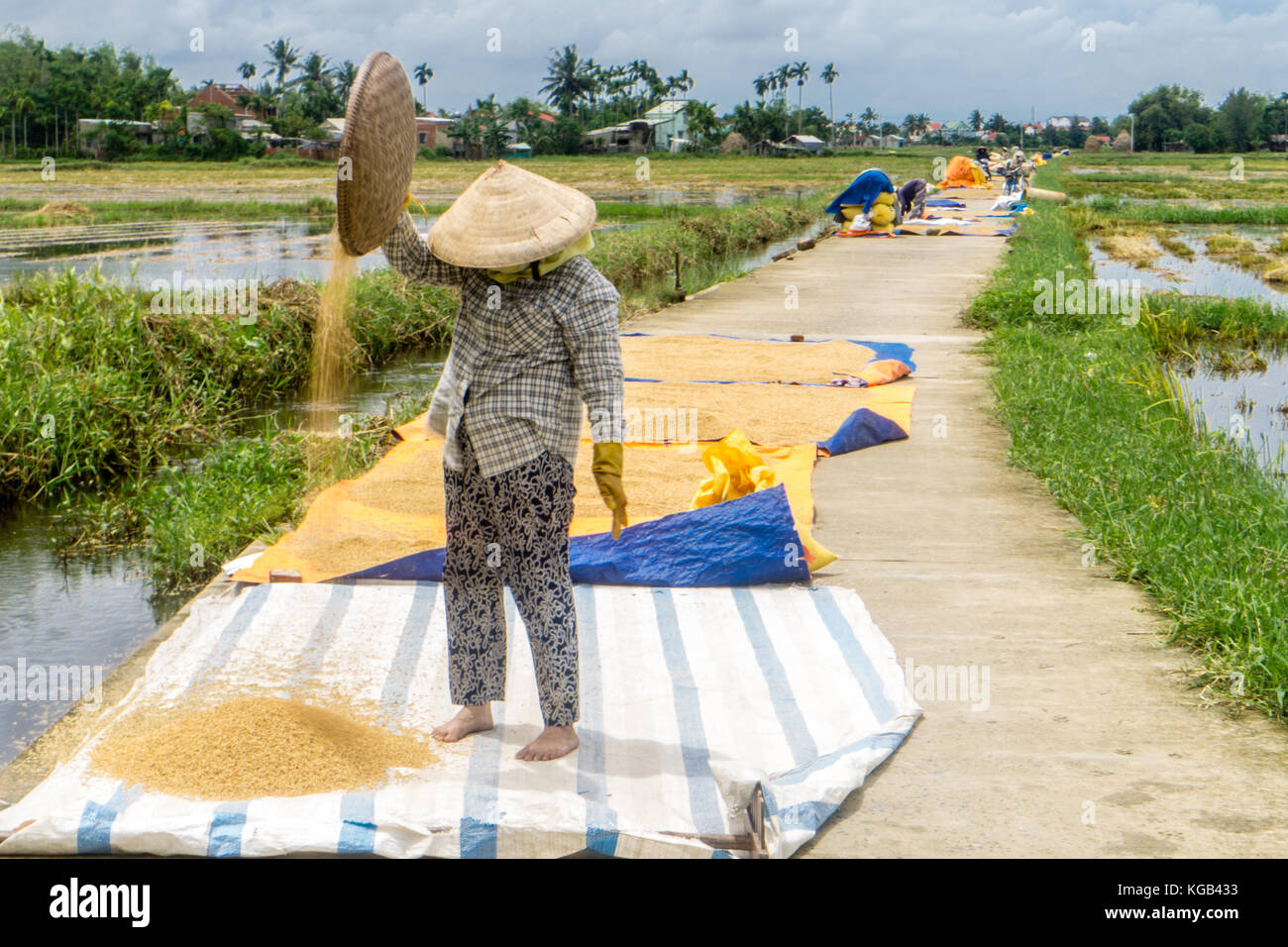 Women drying rice in Hoi An Stock Photo - Alamy