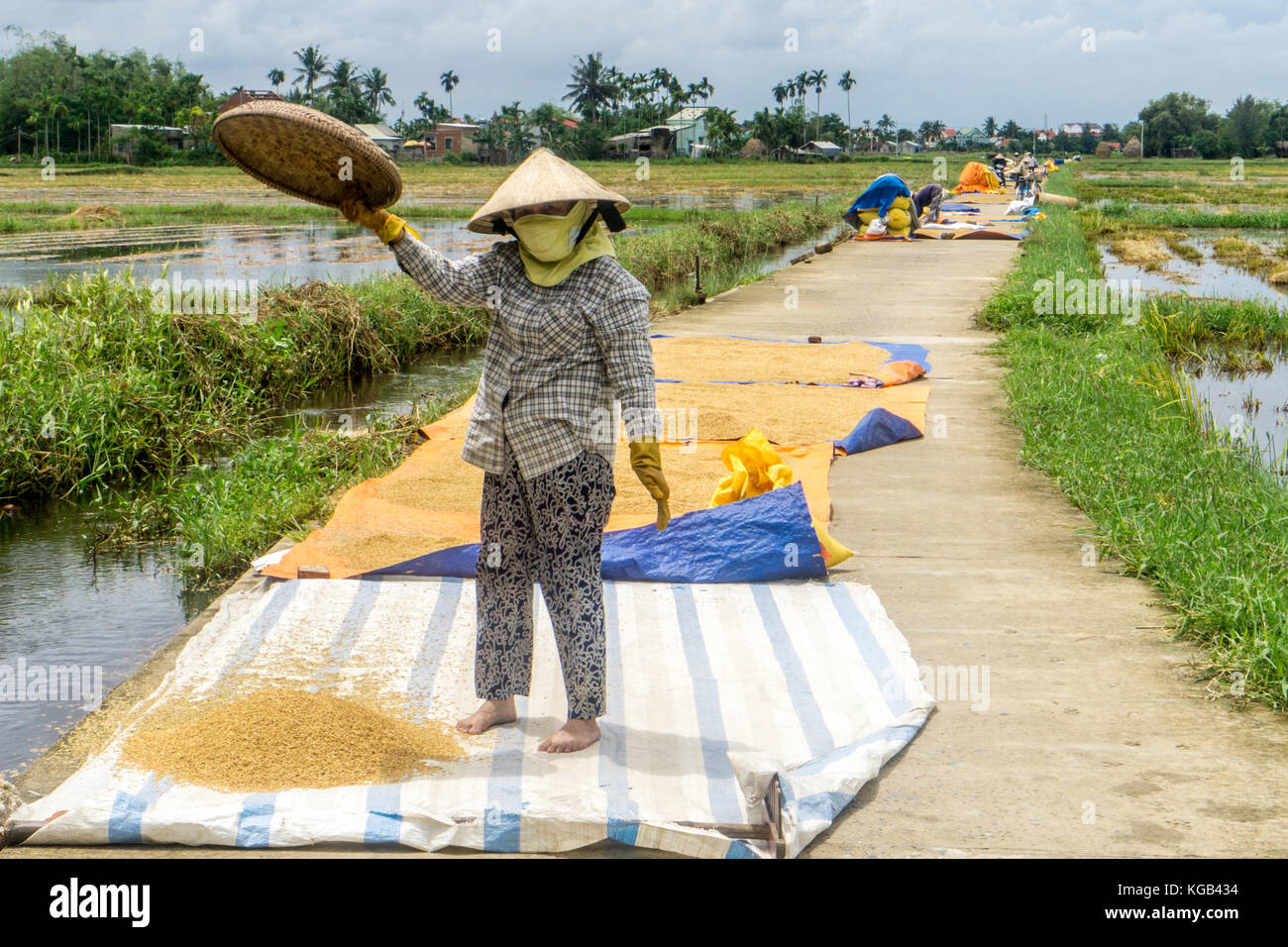 Rice straw drying hi-res stock photography and images - Alamy