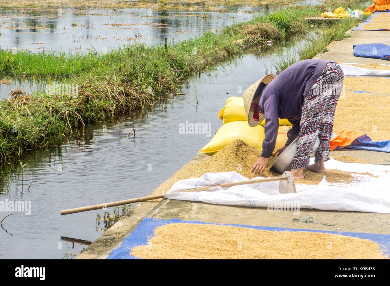 Women drying rice in Hoi An Stock Photo - Alamy