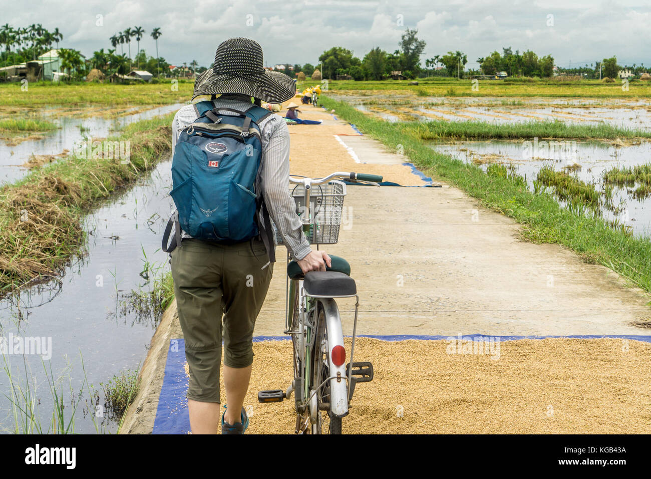 Female tourist walking bike through drying rice Stock Photo - Alamy