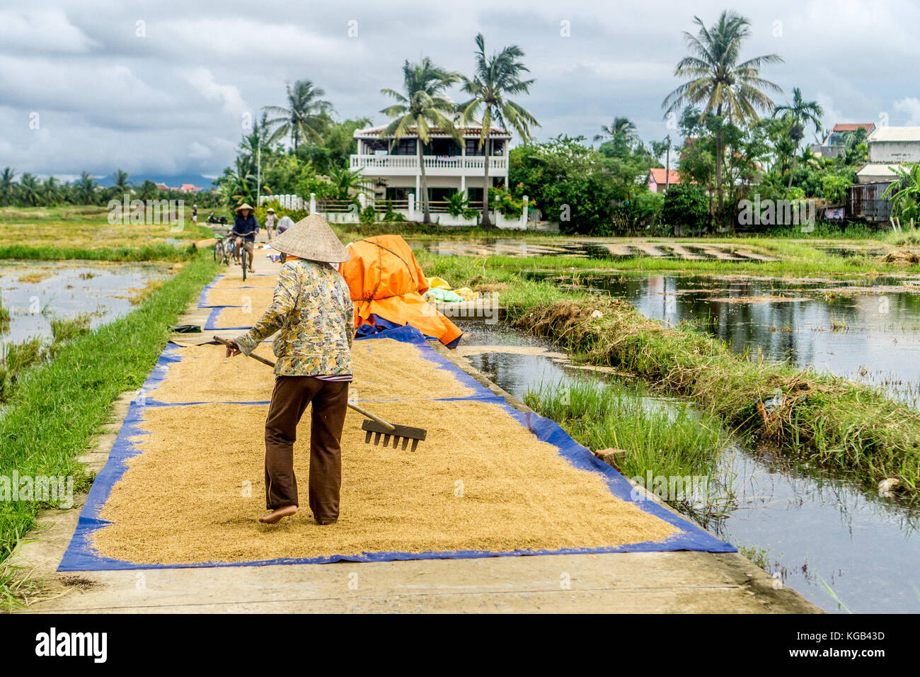 Women drying rice in Hoi An Stock Photo - Alamy