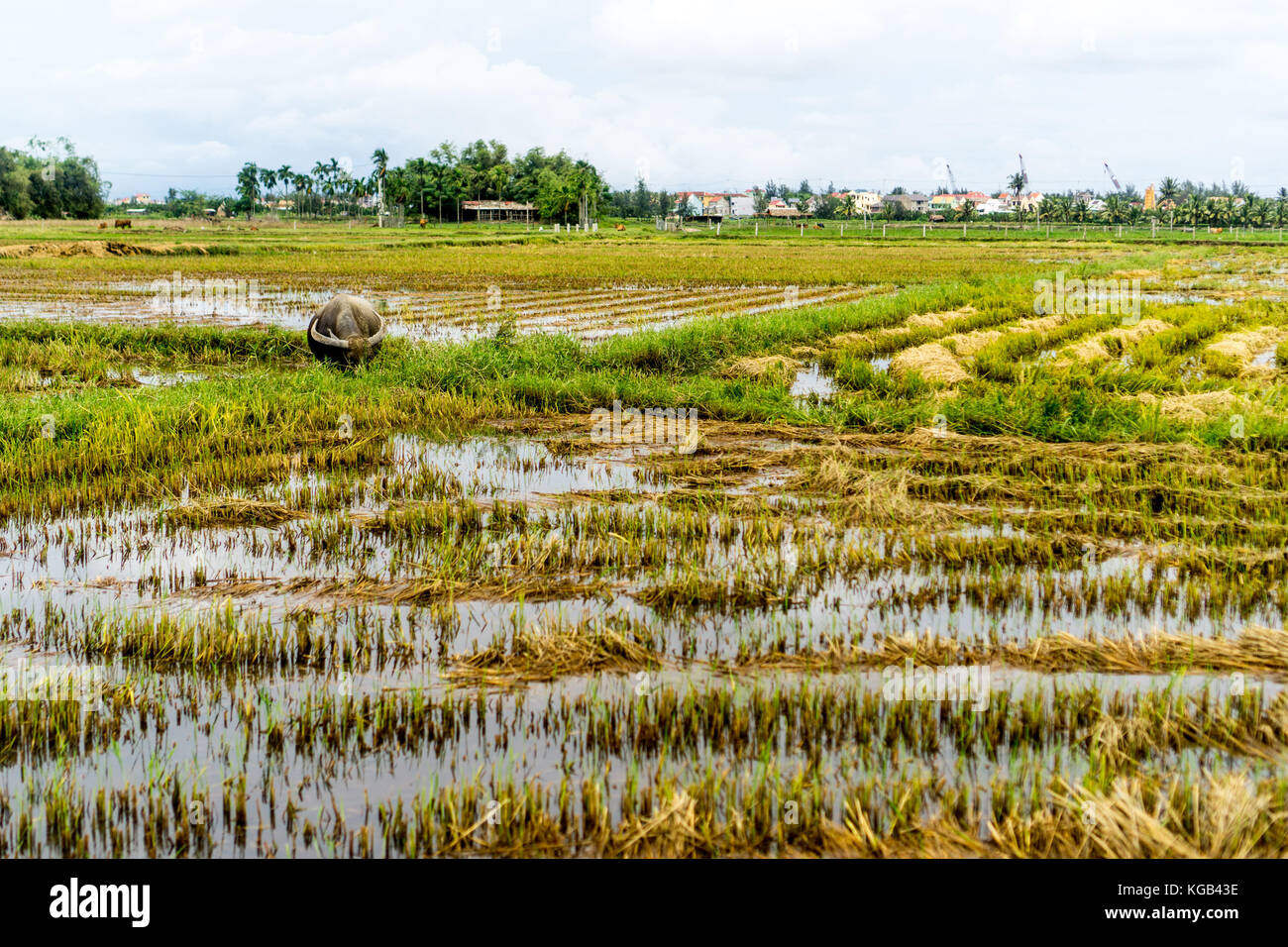 Water Buffalo in Rice Field Stock Photo - Alamy