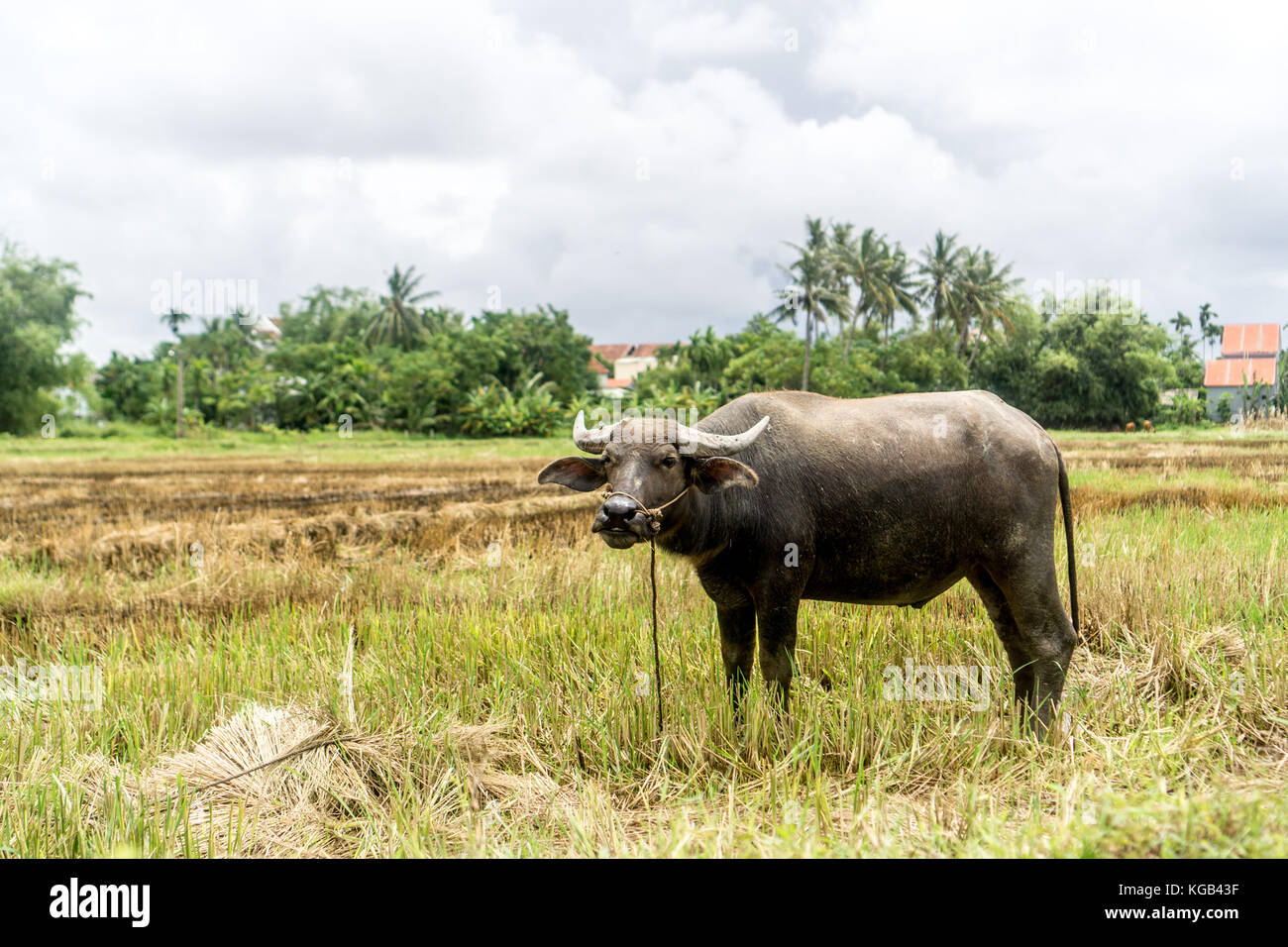 Water Buffalo in Rice Field Stock Photo - Alamy