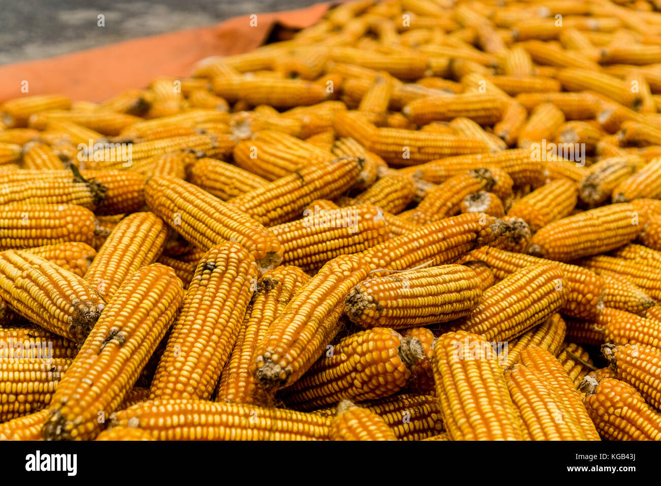 Yellow corn drying in the sun Stock Photo - Alamy