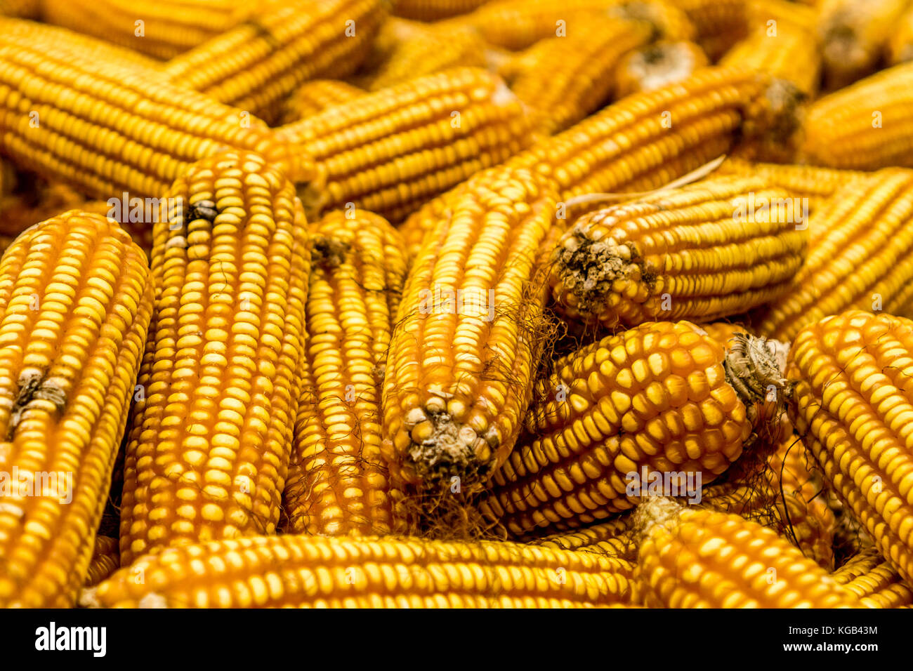 Yellow corn drying in the sun Stock Photo - Alamy