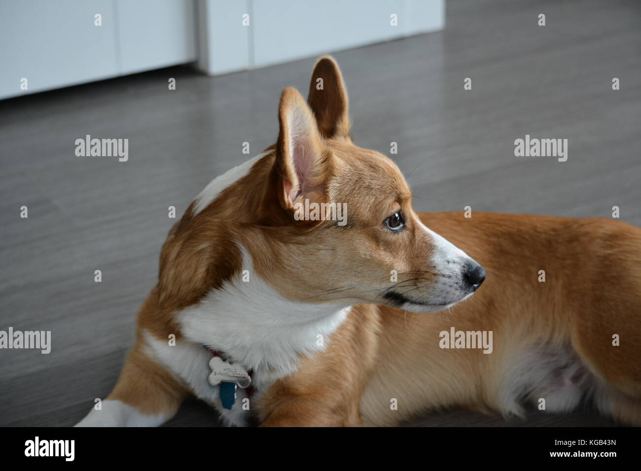 A red sable Welsh Pembroke Corgi "loafing" and lounging around against ...