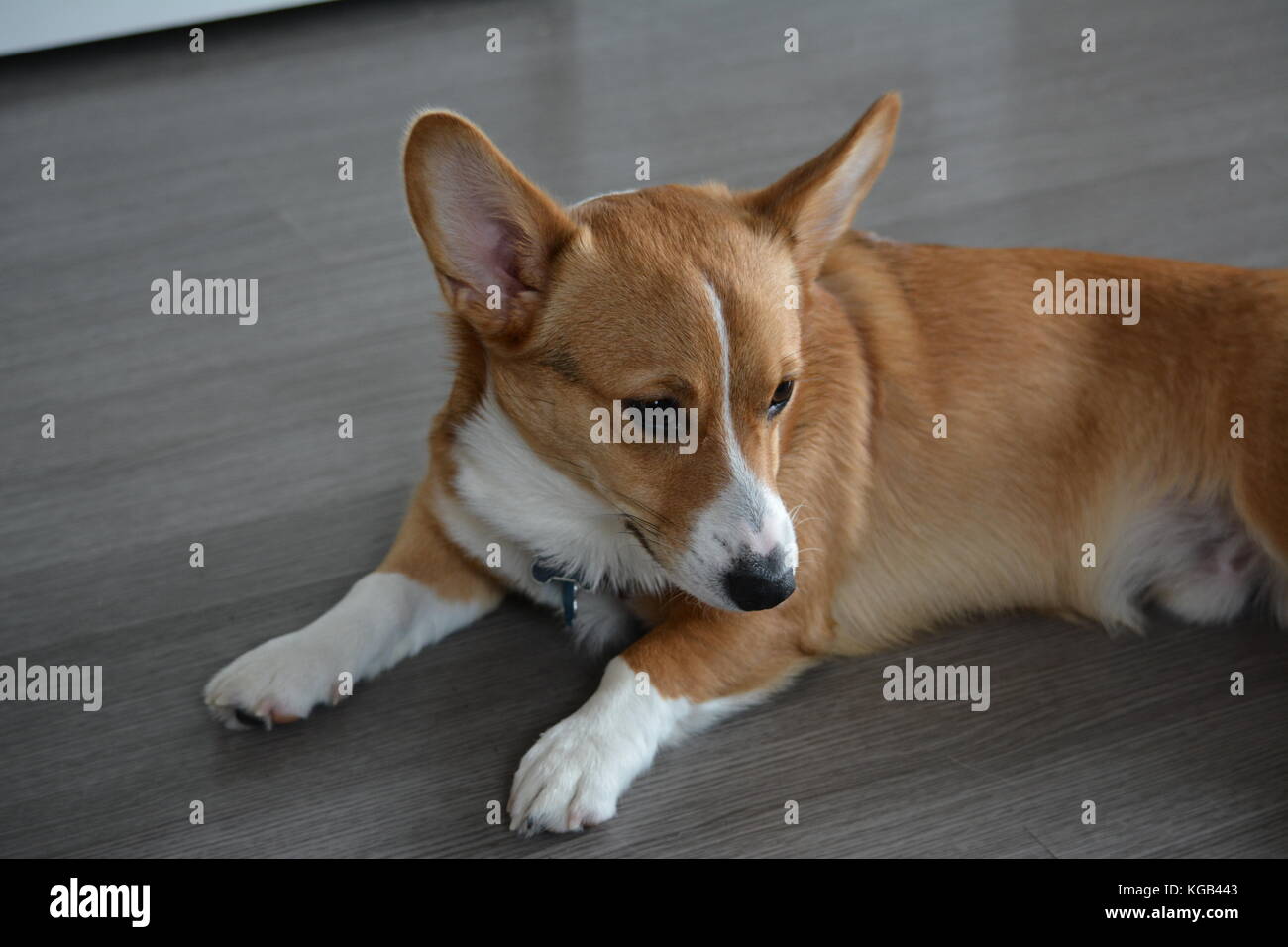 A red sable Welsh Pembroke Corgi "loafing" and lounging around against ...