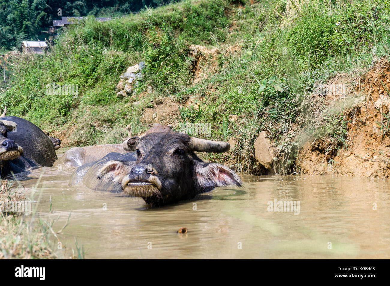 Asia Buffalo Wash High Resolution Stock Photography and Images - Alamy