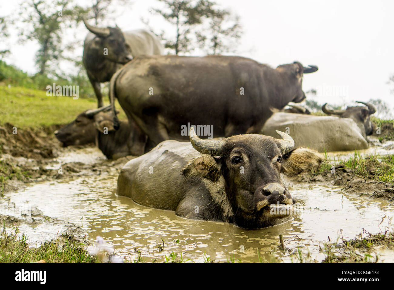 Homestay with Hmong People - water buffalo bathing Stock Photo - Alamy