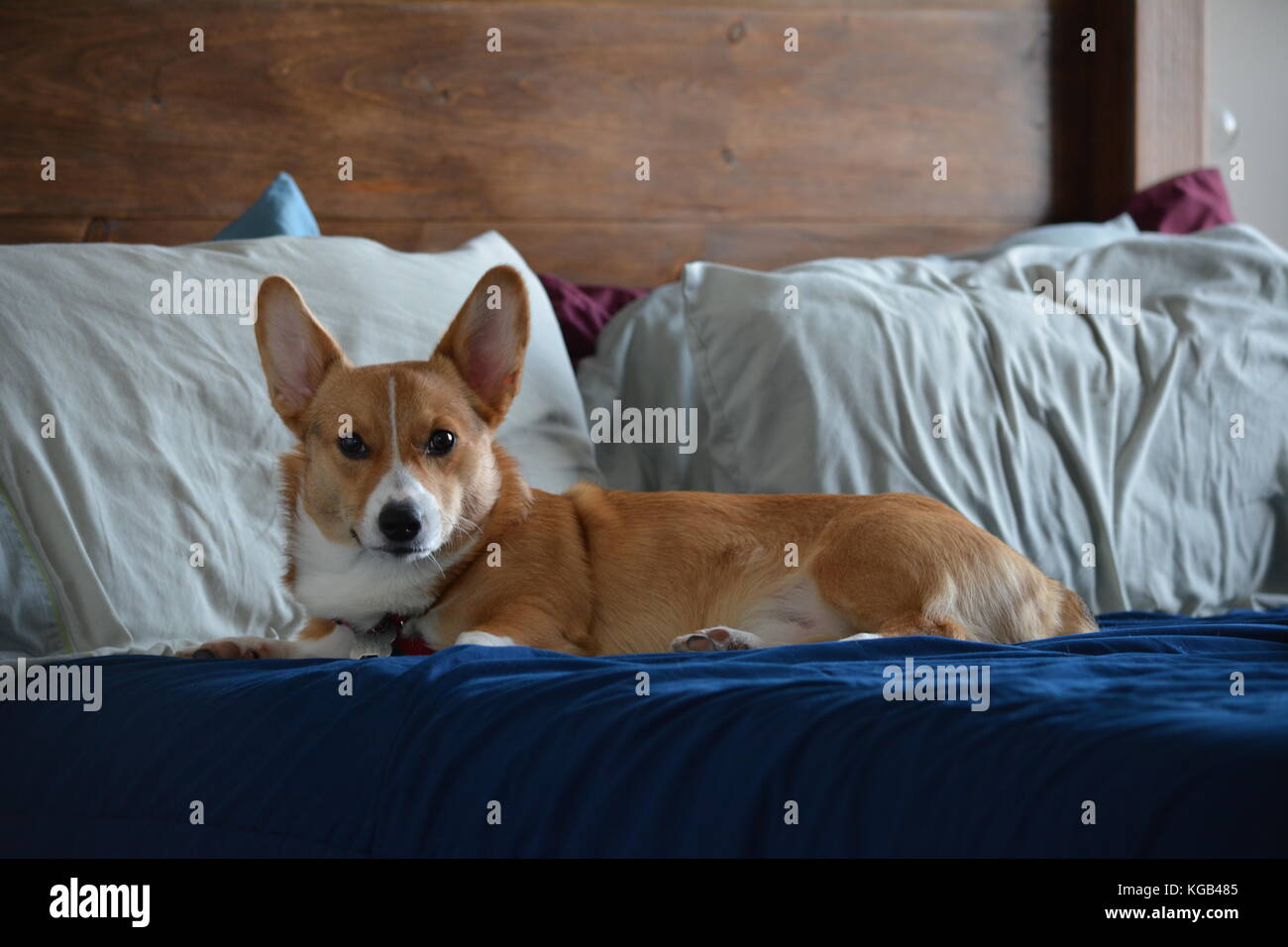 A red sable Welsh Pembroke Corgi "loafing" and lounging around against ...