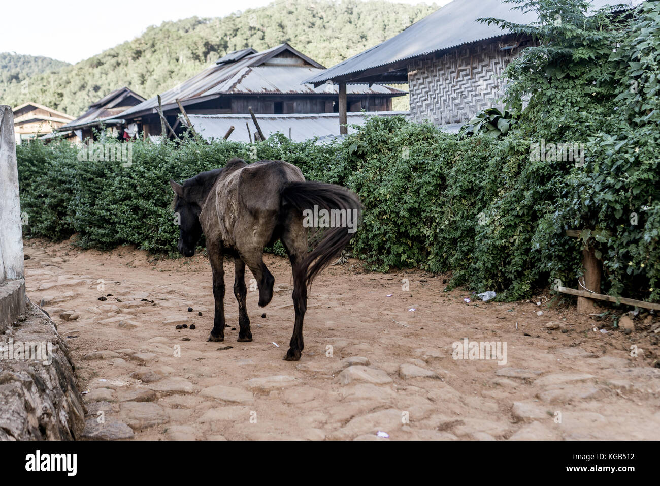 Hsipaw 3-day Hike to Shan Villages - 3-legged horse Stock Photo - Alamy