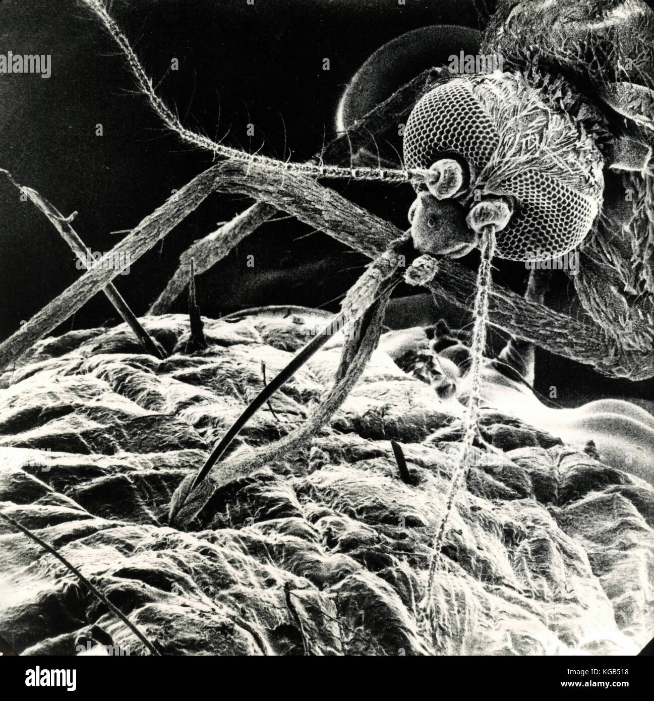 Mosquito through the microscope Stock Photo - Alamy