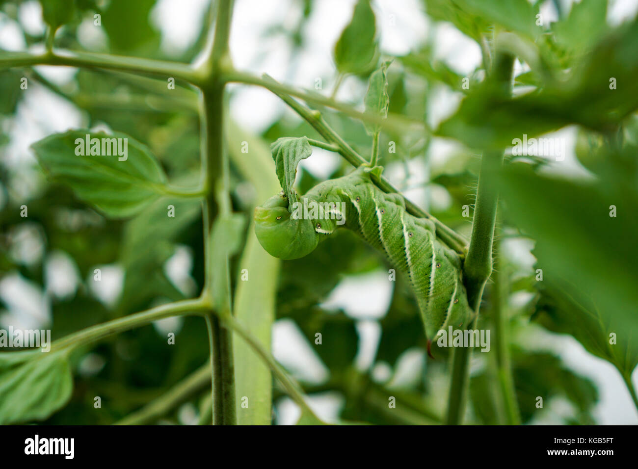Horn Worm on Vine Stock Photo - Alamy