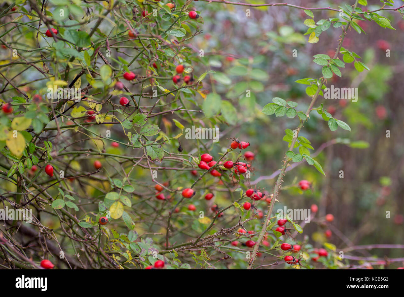 rosa canina, dog rose red berries closeup Stock Photo - Alamy