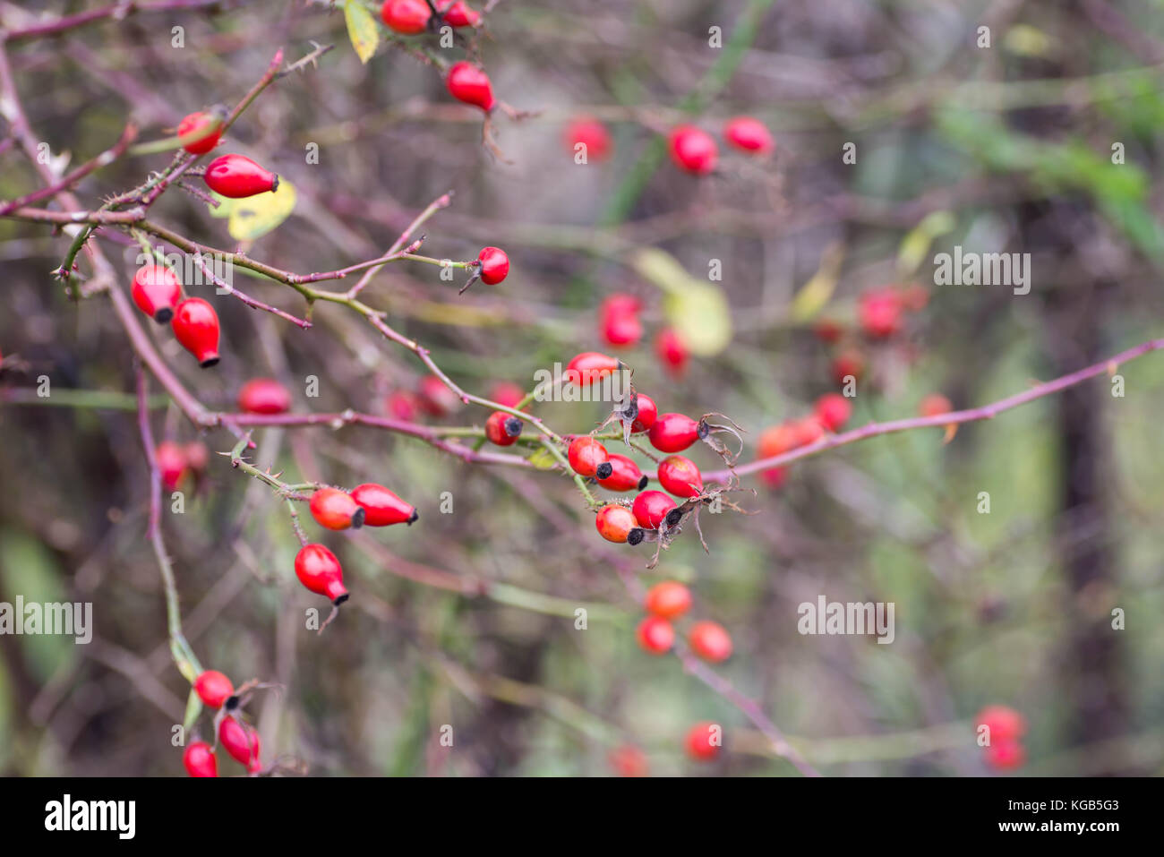 rosa canina, dog rose red berries closeup Stock Photo - Alamy