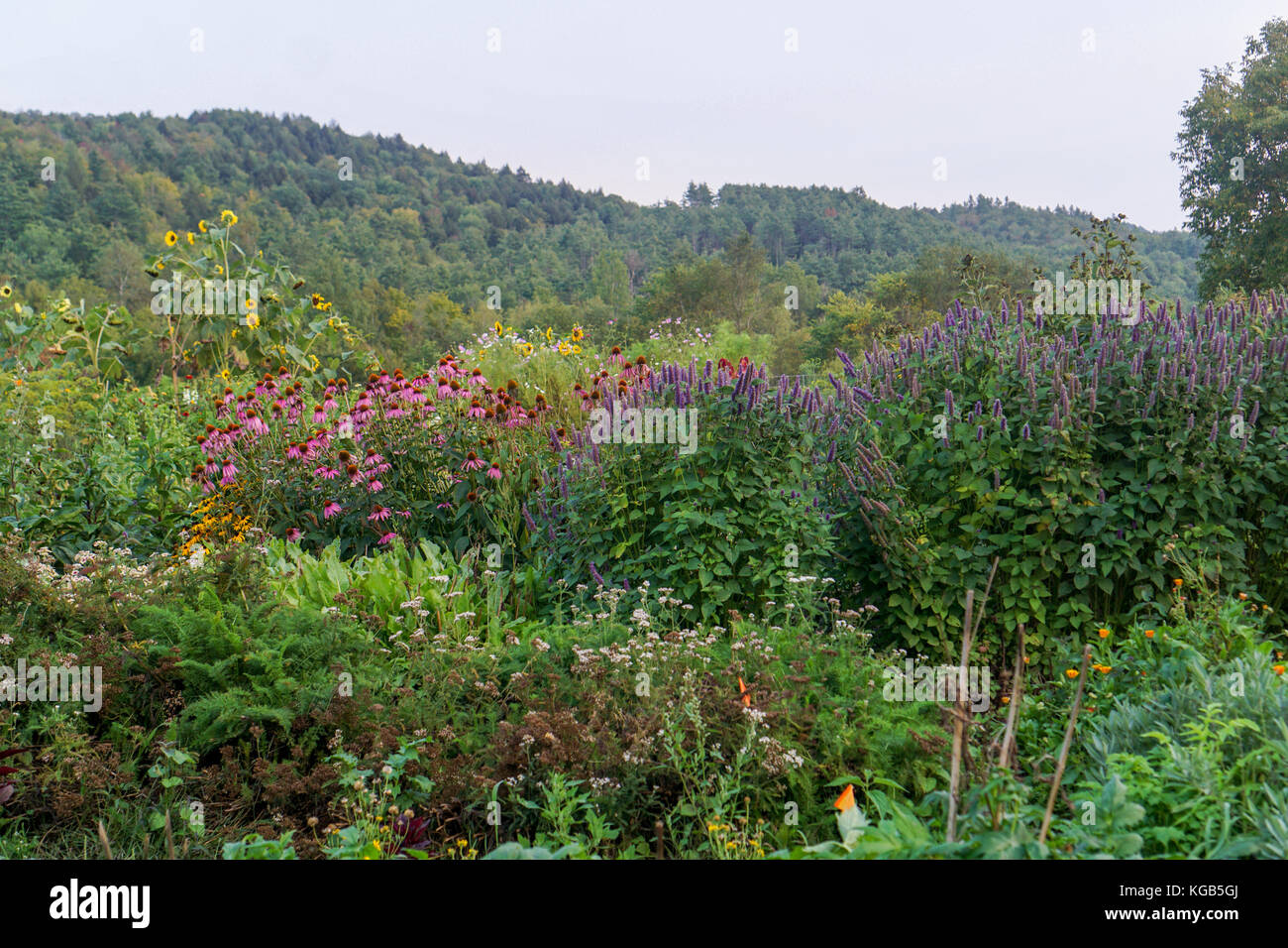 Field of flowers on farm Stock Photo - Alamy