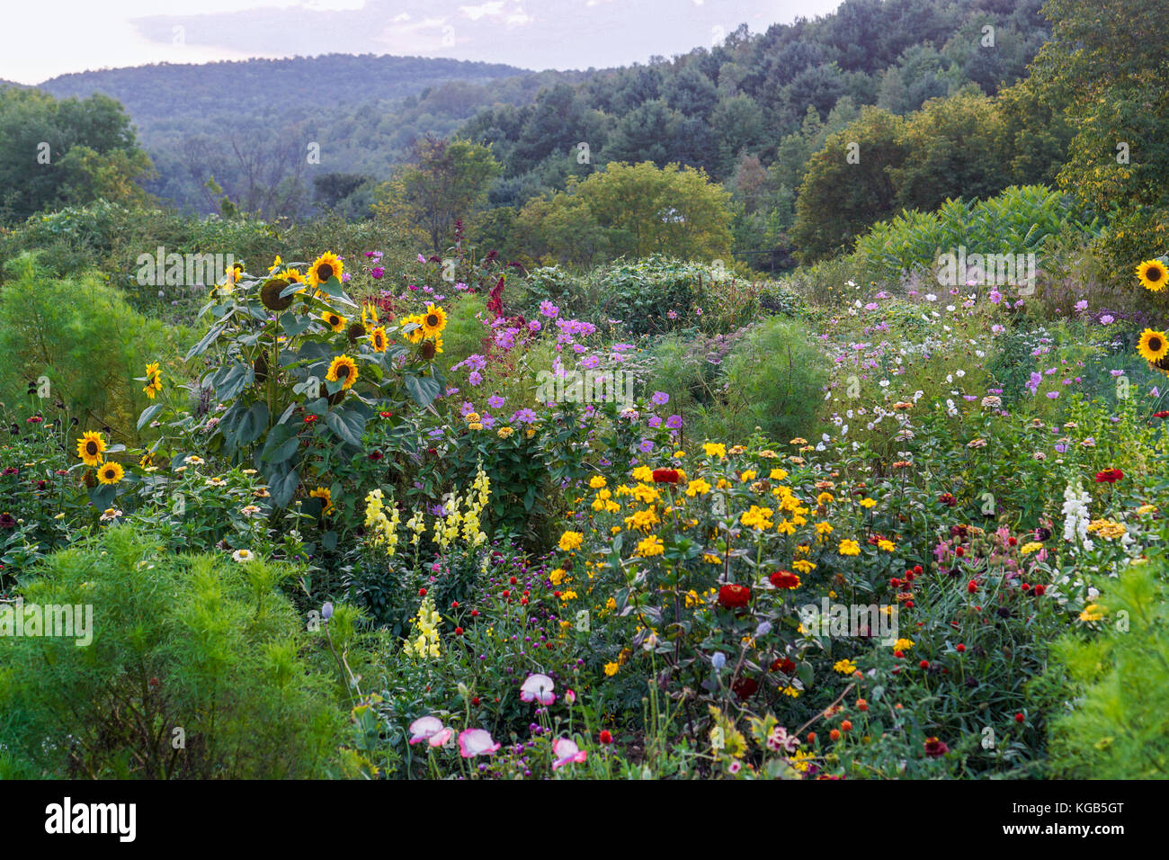 Field of flowers on farm Stock Photo - Alamy