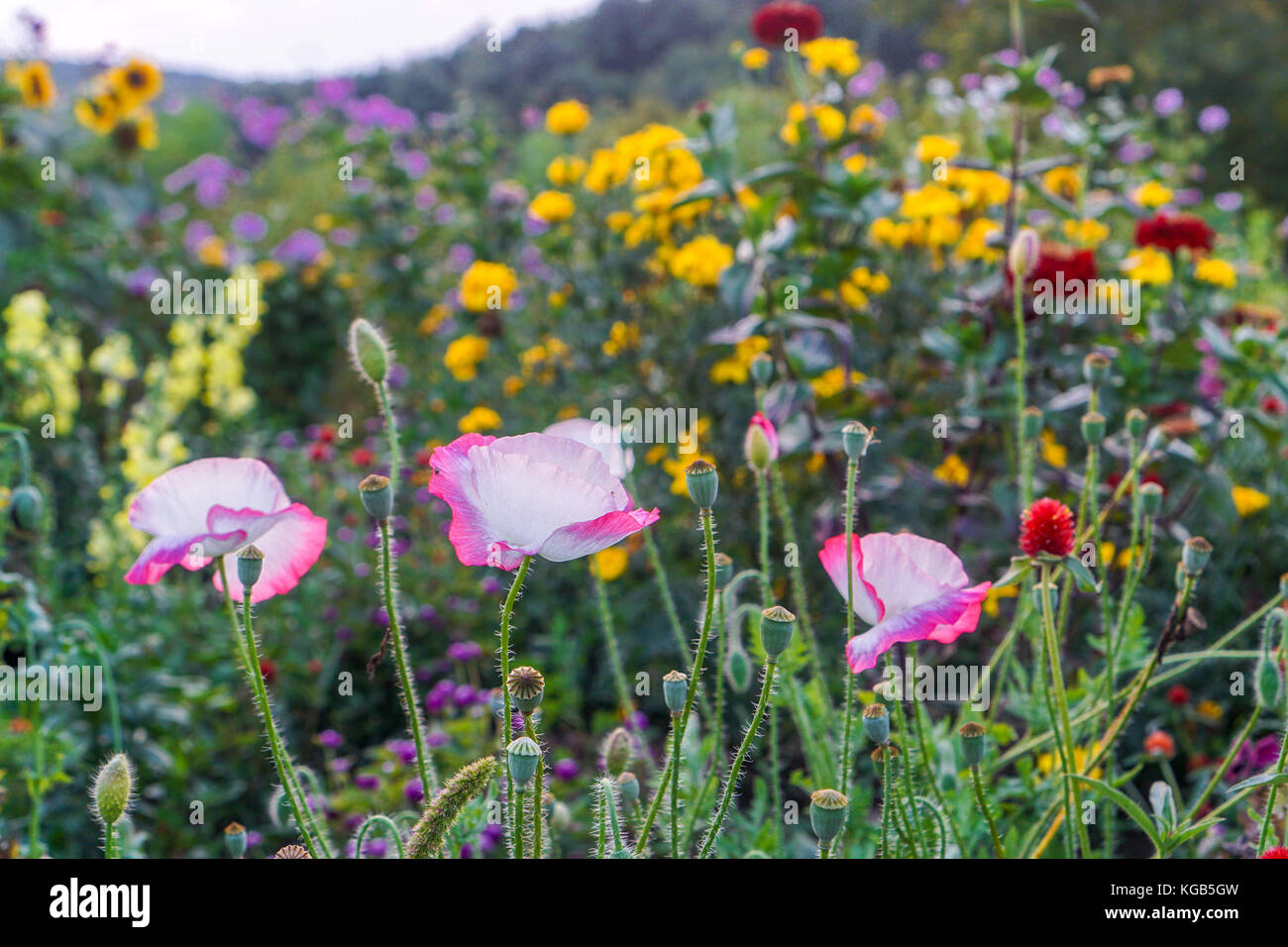 Field of flowers on farm Stock Photo - Alamy