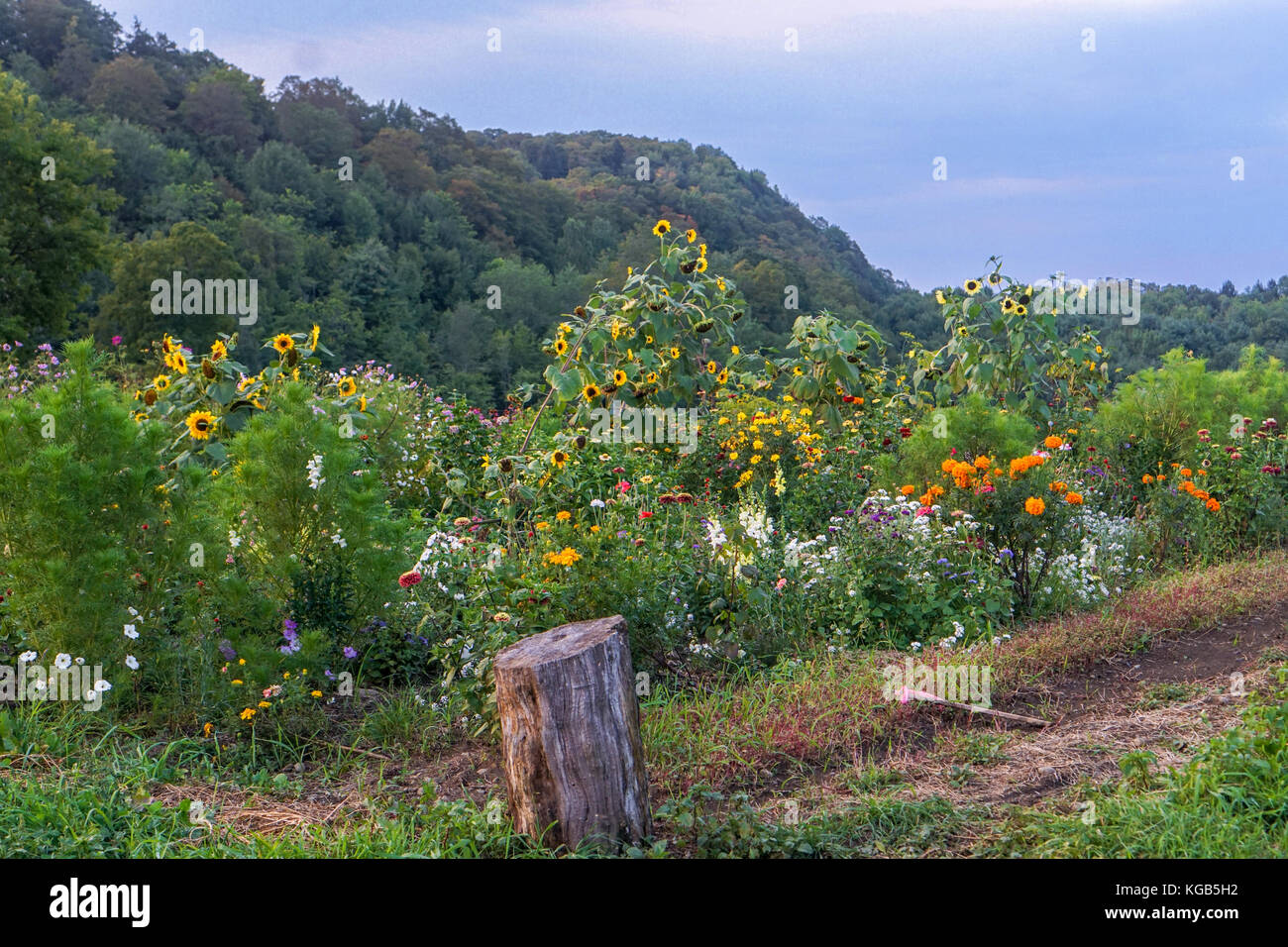 Field of flowers on farm Stock Photo - Alamy