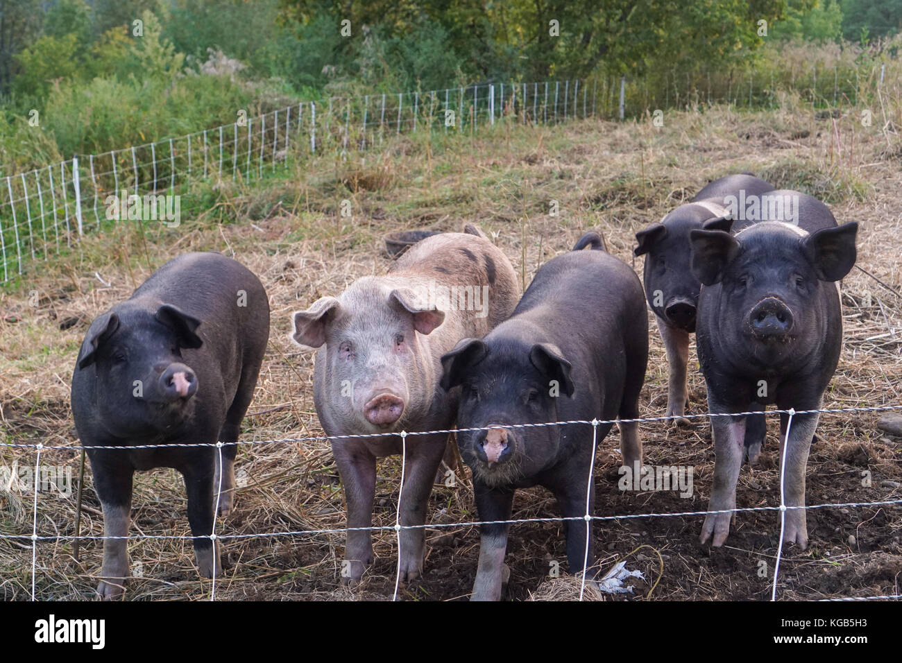 Pigs laying down hi-res stock photography and images - Alamy