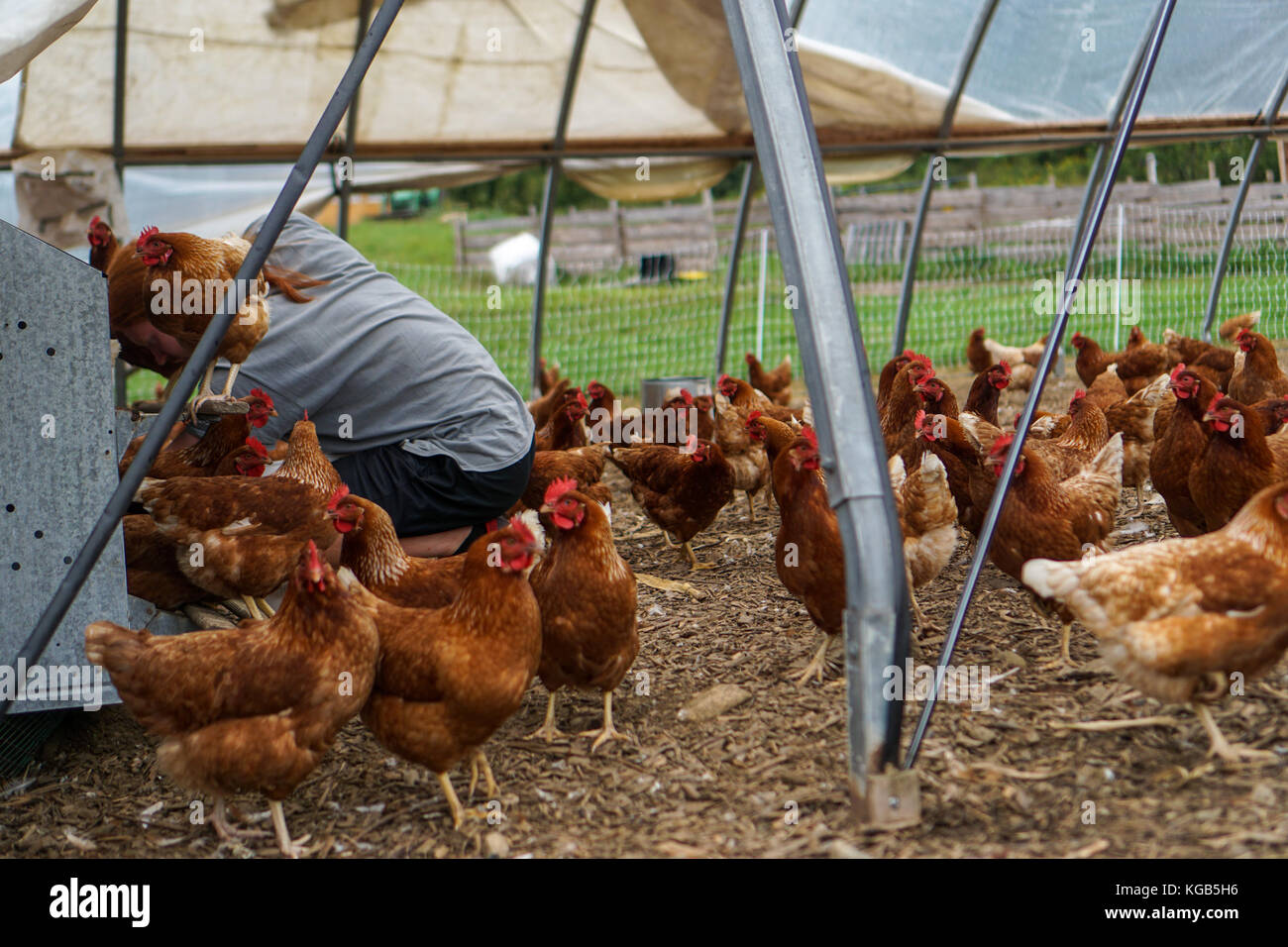 Feeding the chickens Stock Photo - Alamy
