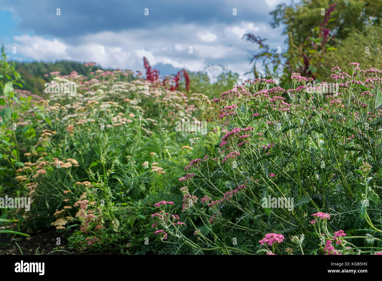 Vermont wildflowers hi-res stock photography and images - Alamy