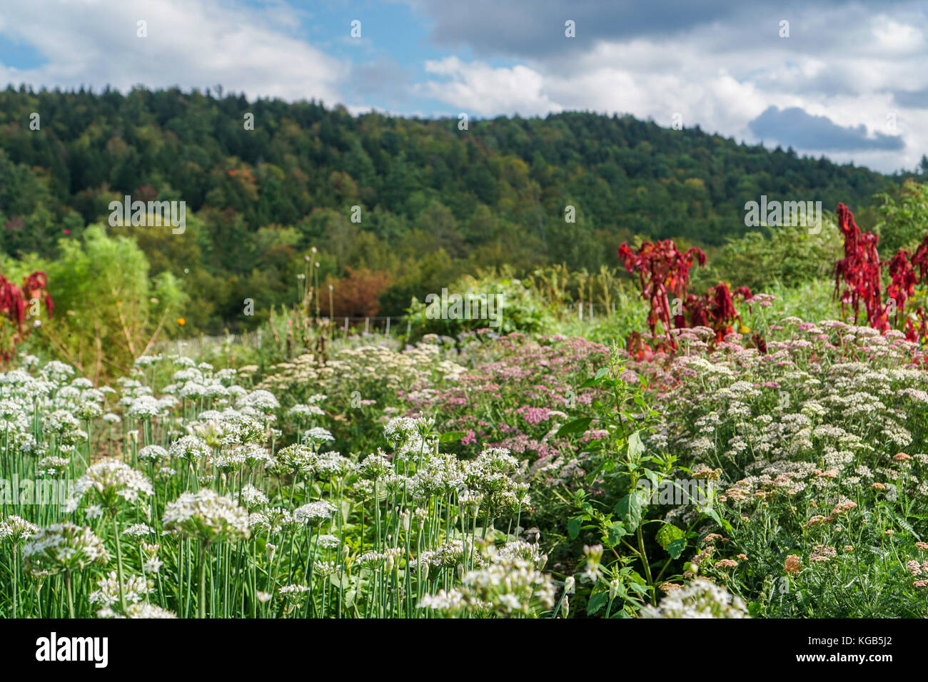 Vermont wildflowers hi-res stock photography and images - Alamy