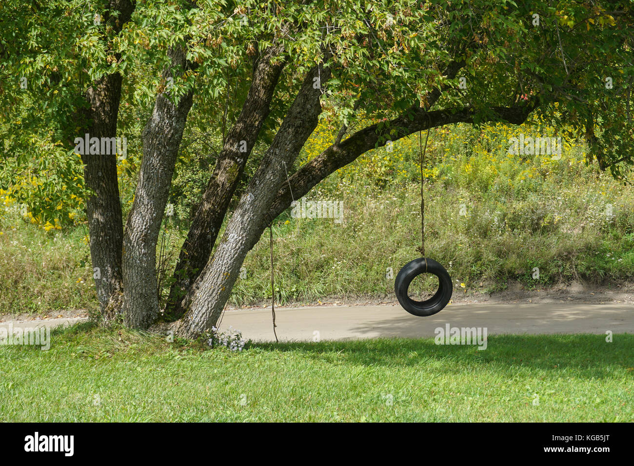 Tire swing and tree Stock Photo - Alamy
