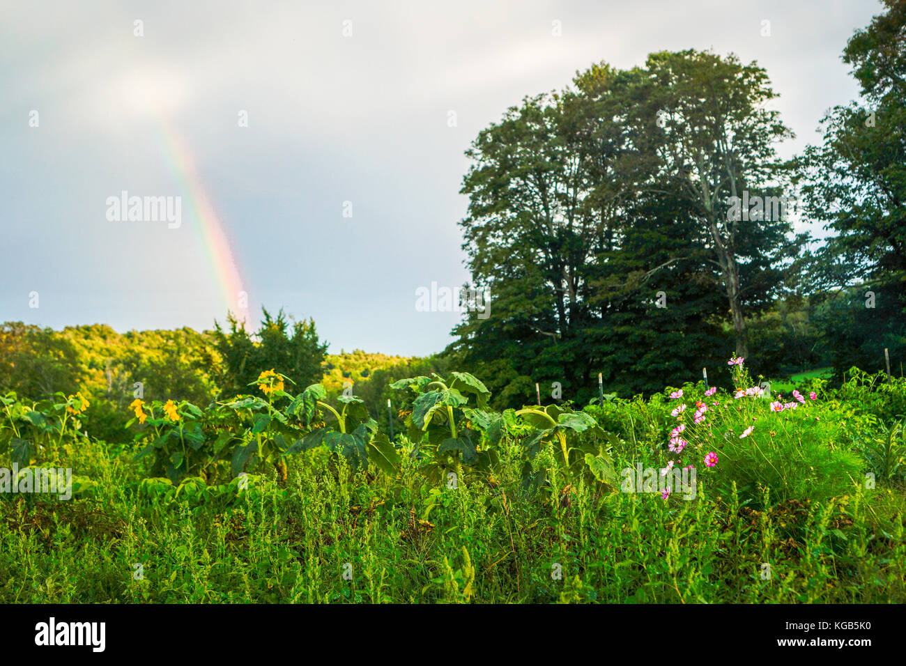 Rainbow over Vermont Meadow with Sunflowers Stock Photo - Alamy