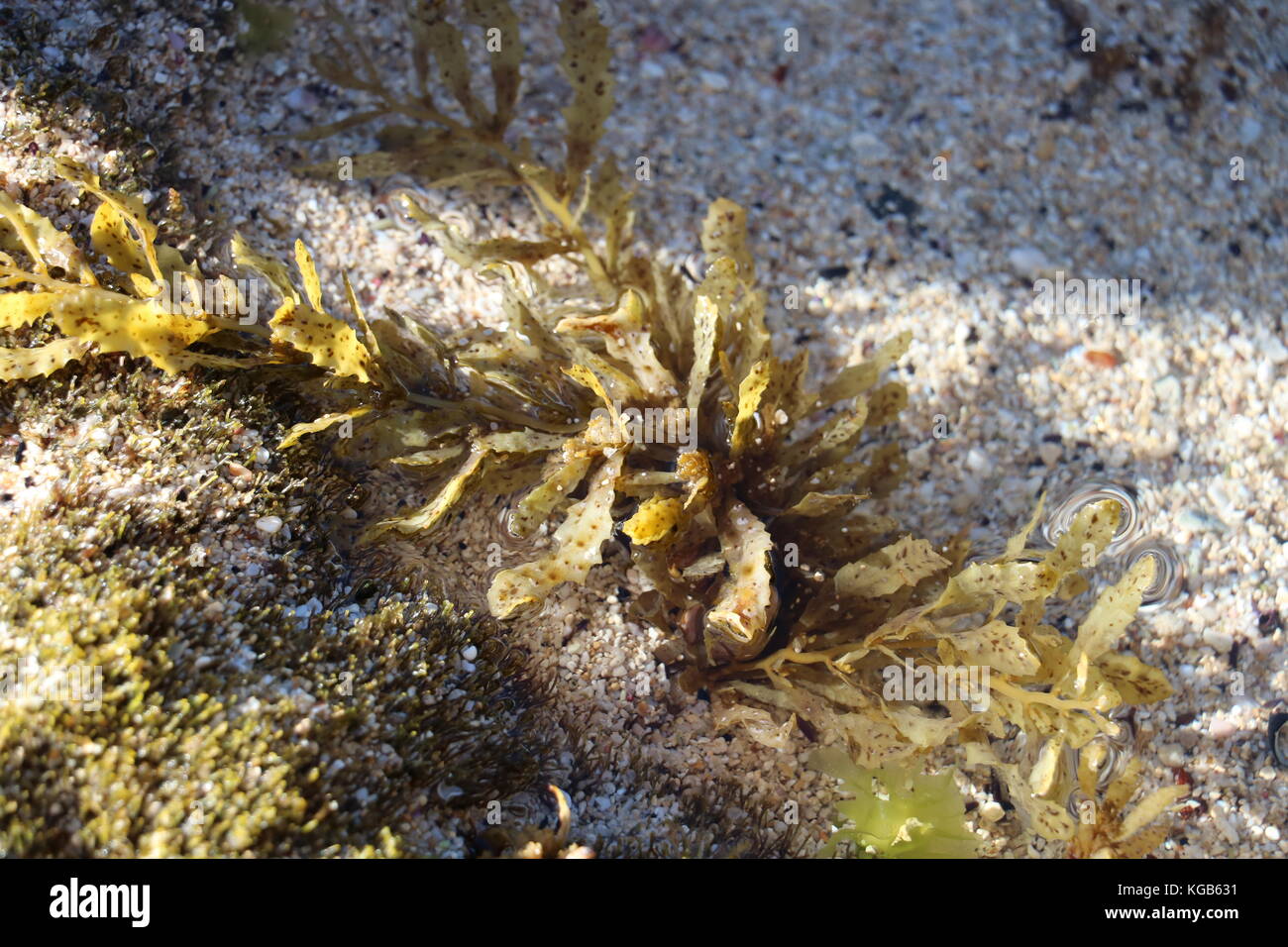 Pacific Sea Grass Stock Photo - Alamy