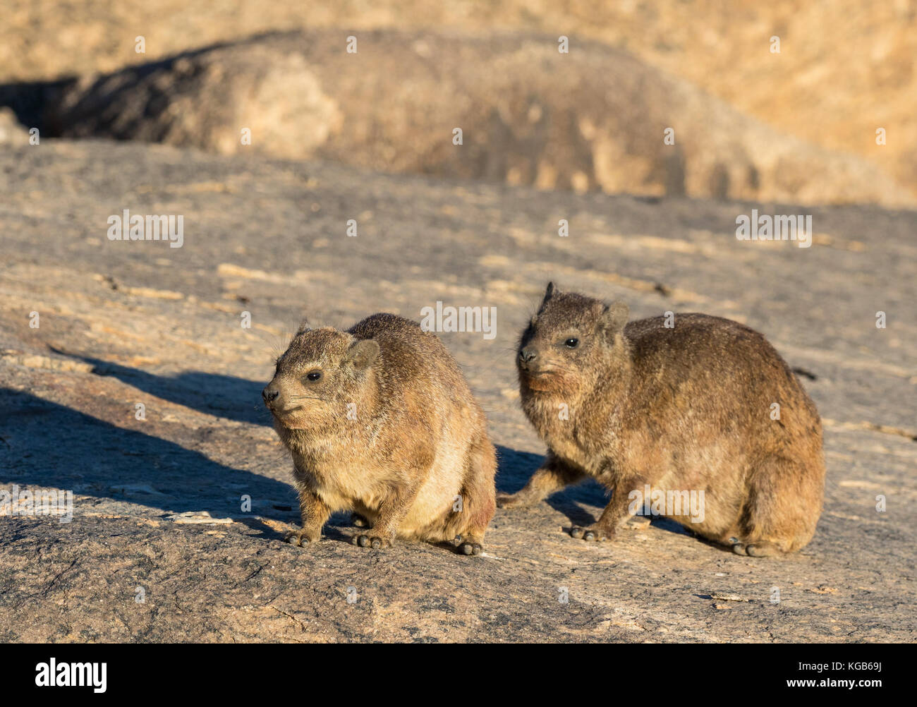 Cape dassies hi-res stock photography and images - Alamy