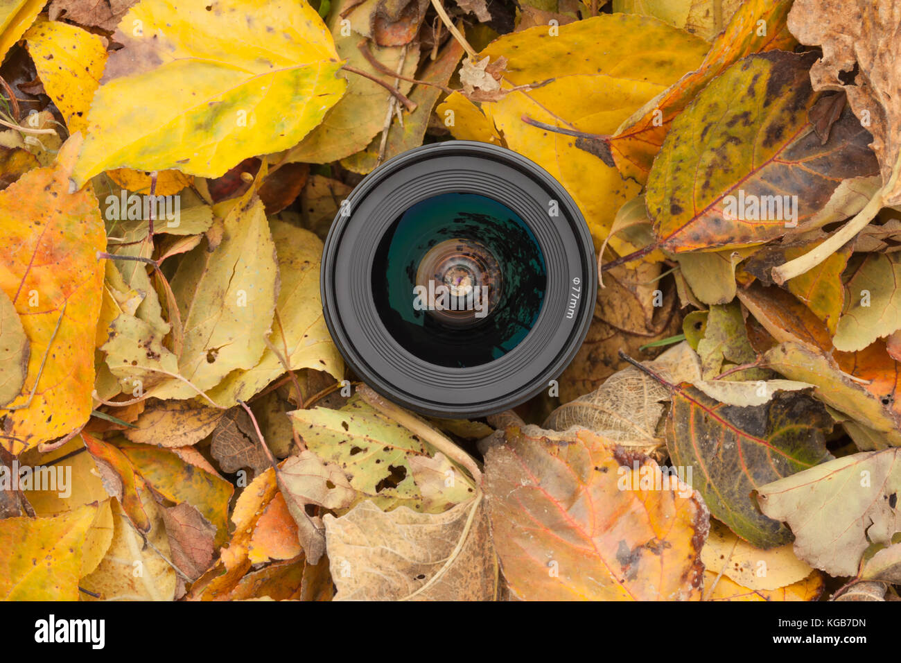 A camera lens over a colored leaves background in autumn Stock Photo ...