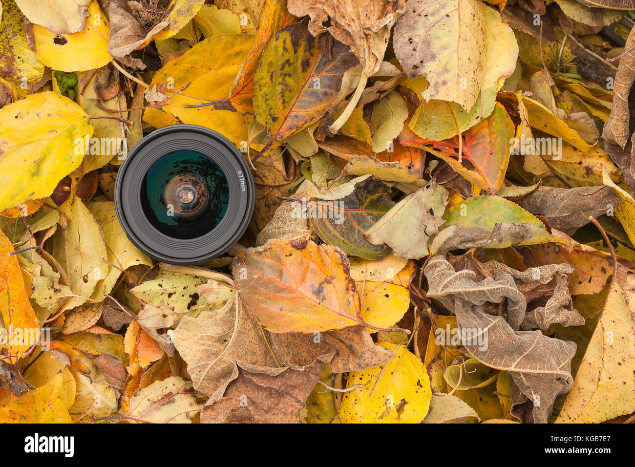 A camera lens over a colored leaves background in autumn Stock Photo ...