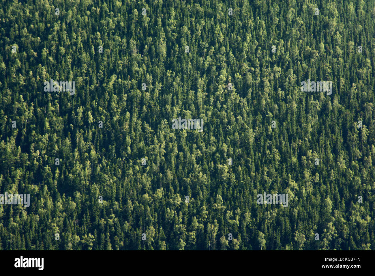 Full image of coniferous trees - green texture background Stock Photo ...