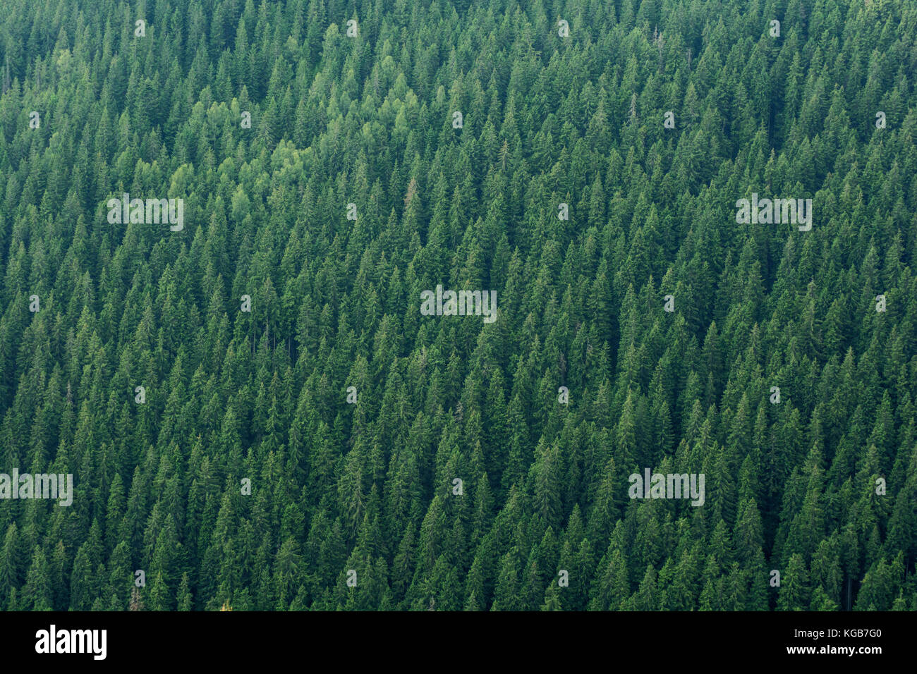 Pine Trees Create a beautiful green Texture background, Shot from a ...
