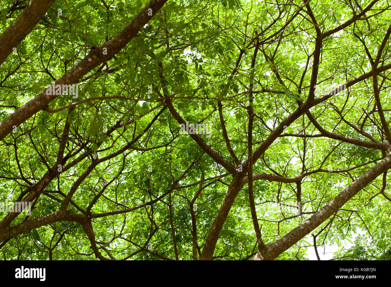 green tree branch background Stock Photo - Alamy