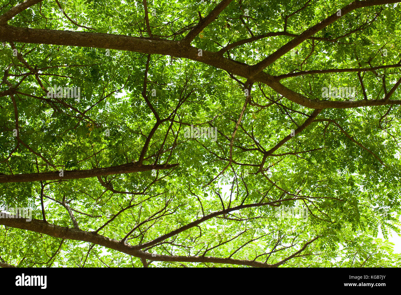green tree branch background Stock Photo - Alamy