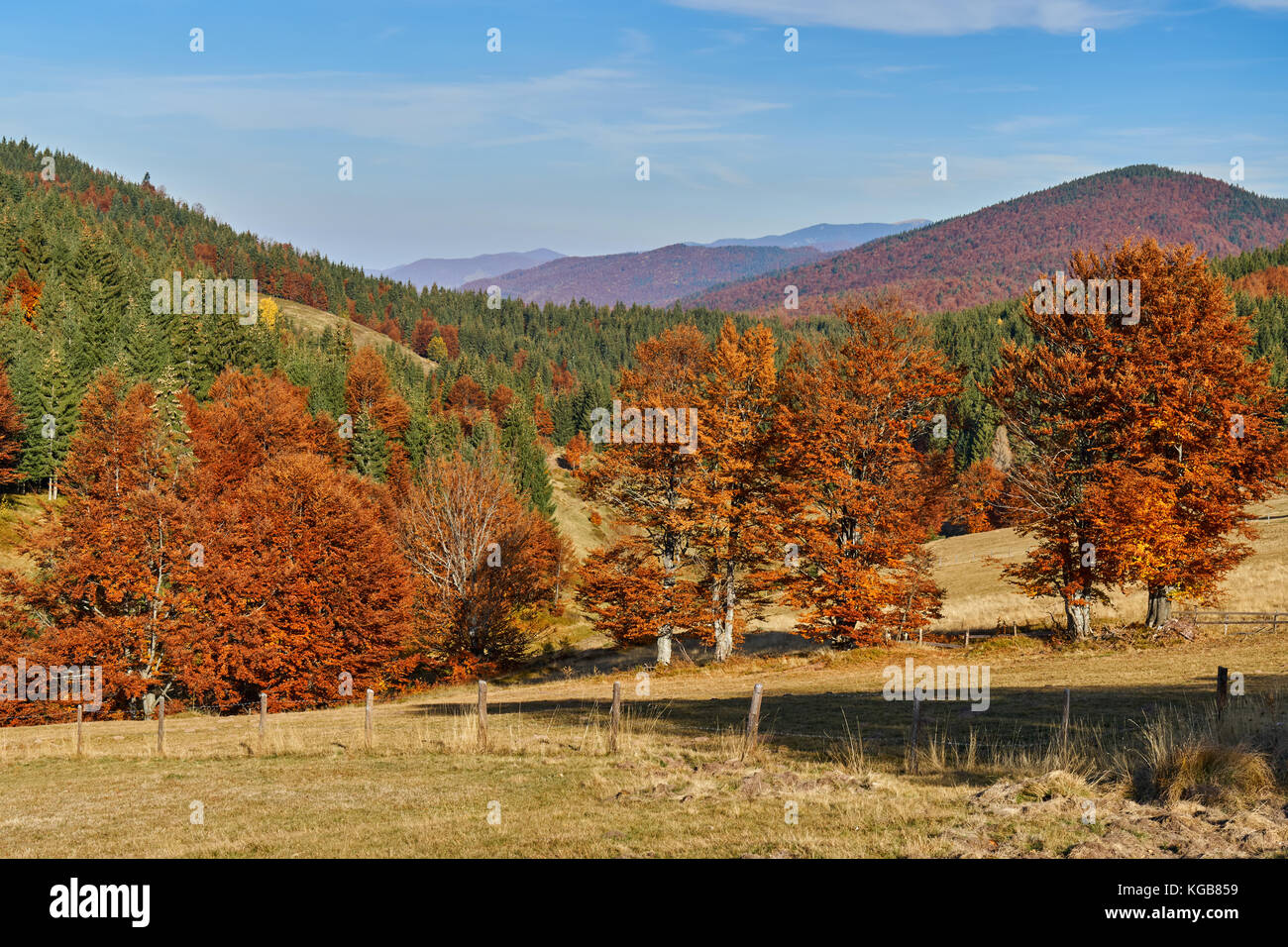 Autumn landscape with various colorful trees Stock Photo - Alamy