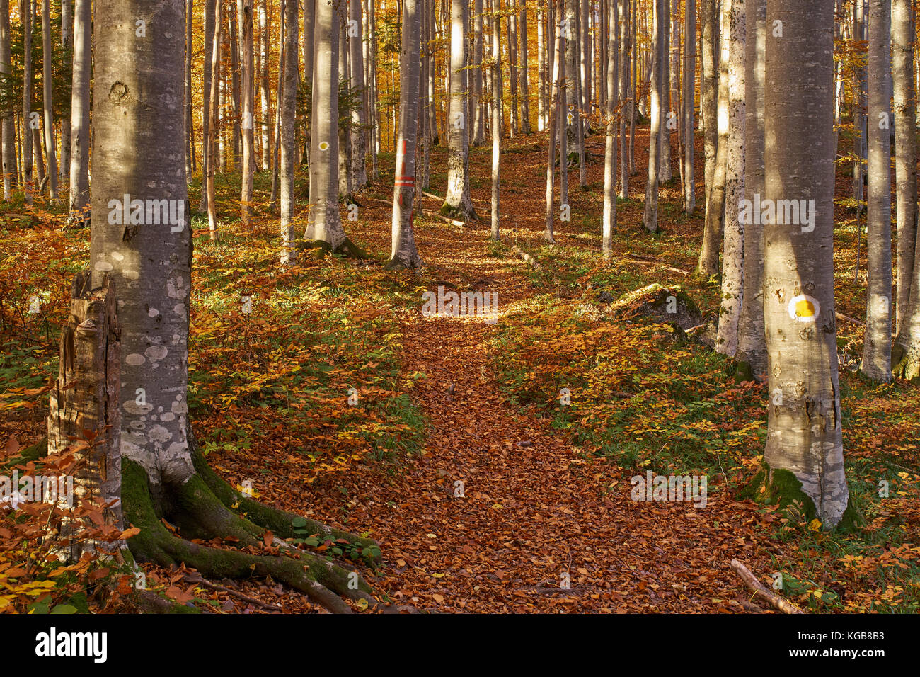 Autumn landscape with various colorful trees Stock Photo - Alamy
