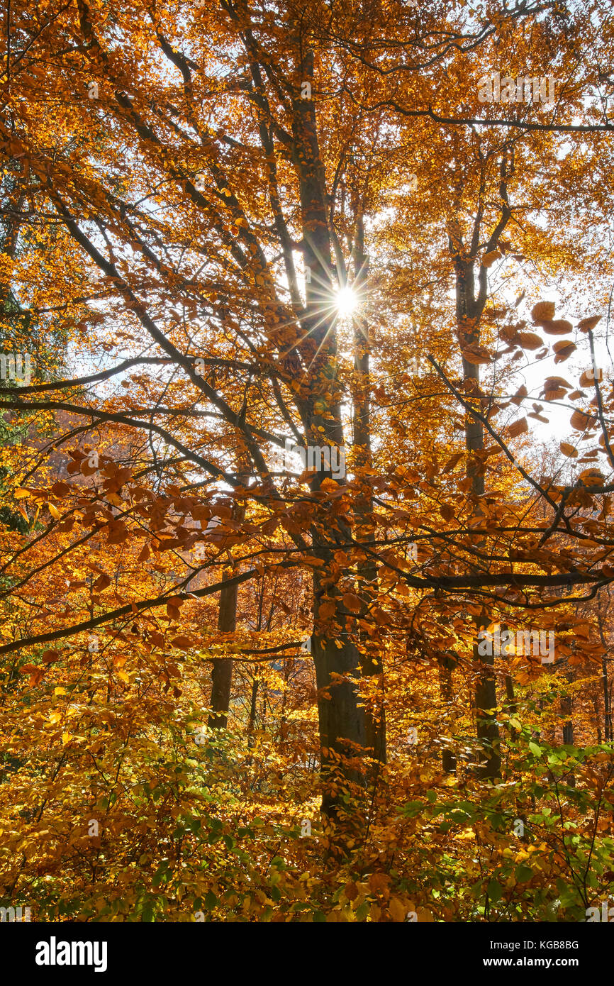 Autumn landscape with various colorful trees Stock Photo - Alamy