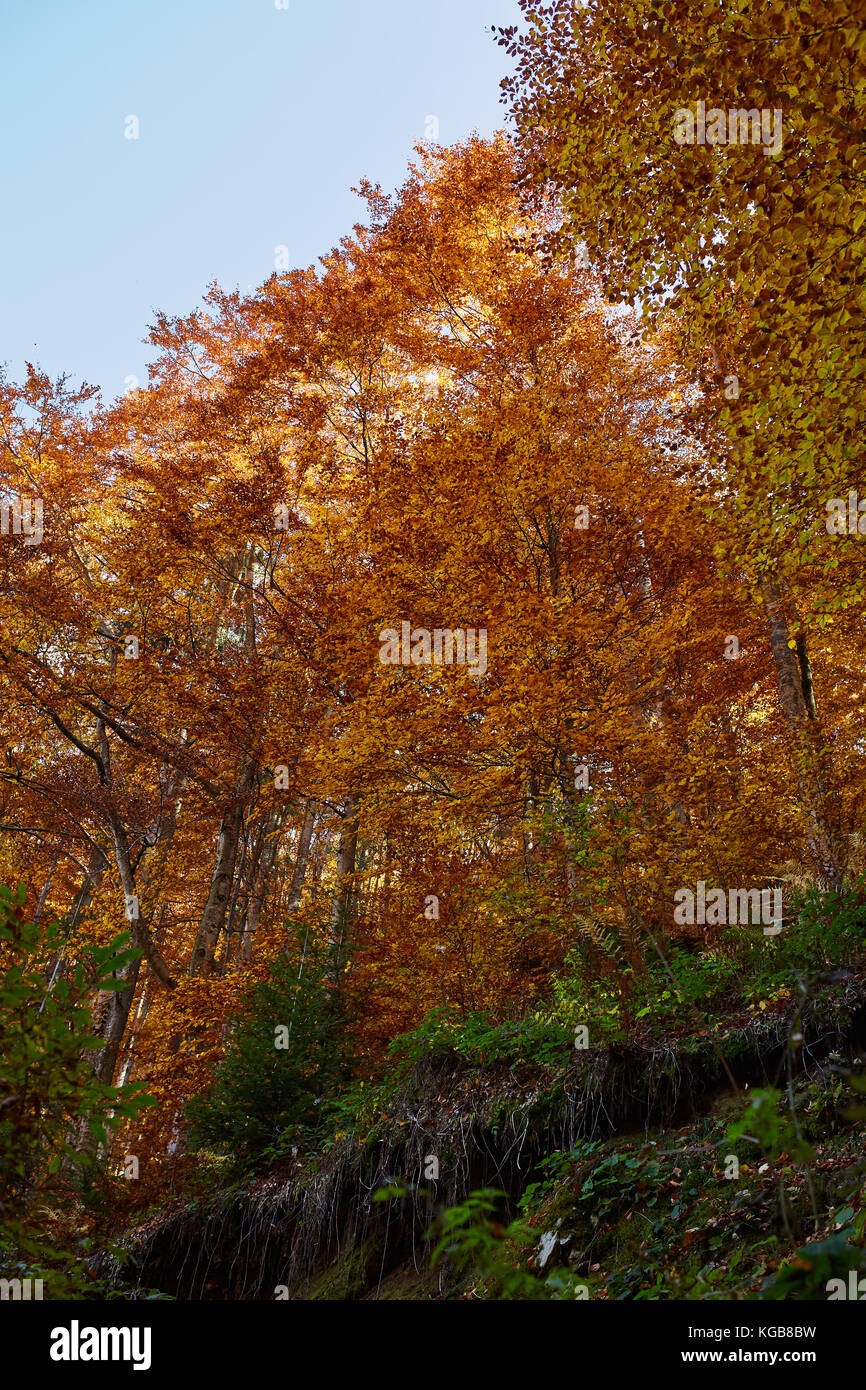 Autumn landscape with various colorful trees Stock Photo - Alamy